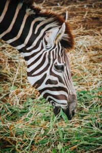 Explore the Exciting World of Zoology and What Zoologists Do - Scholar ...